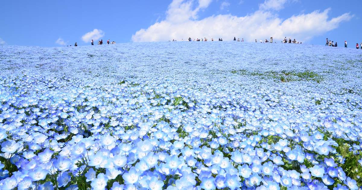 [Tur Sehari di Ibaraki] Pantai Hitachi Ibaraki, Laut Bunga Kupu-kupu ...